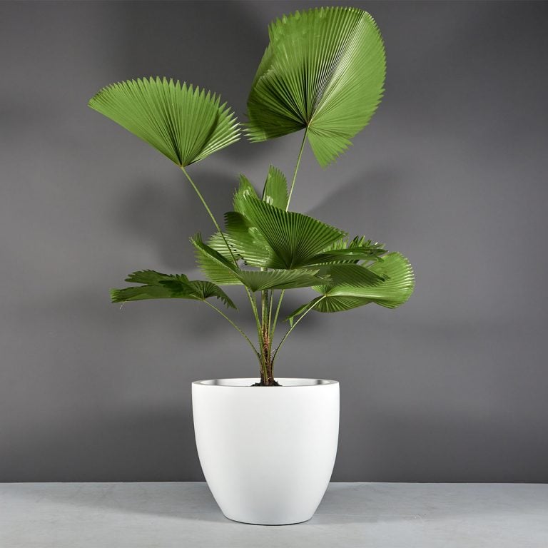 Wannsee Extra Large Round Planter | Jay Scotts Collection