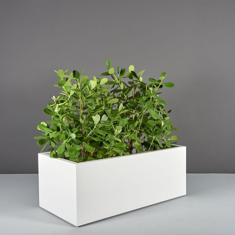 Best Shape And Size Of Pots For Plants | Size Chart And Guide Jay ...