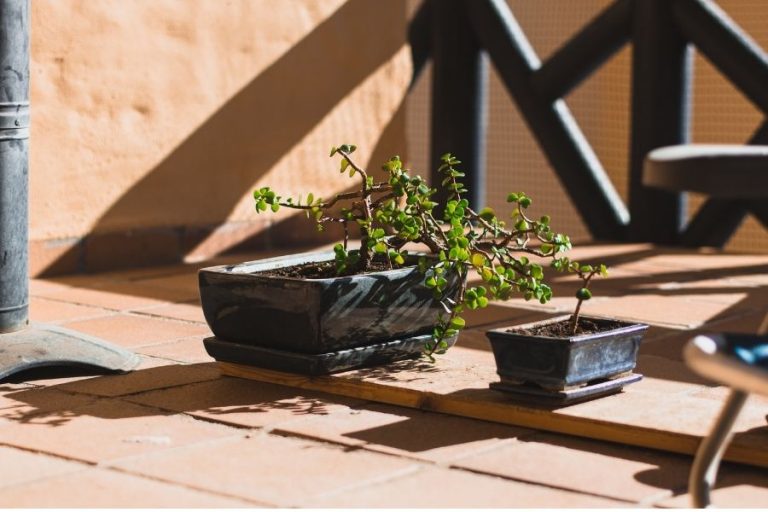 Terrace Garden Ideas: Best Plants For Rooftops And Privacy | Jay Scotts ...