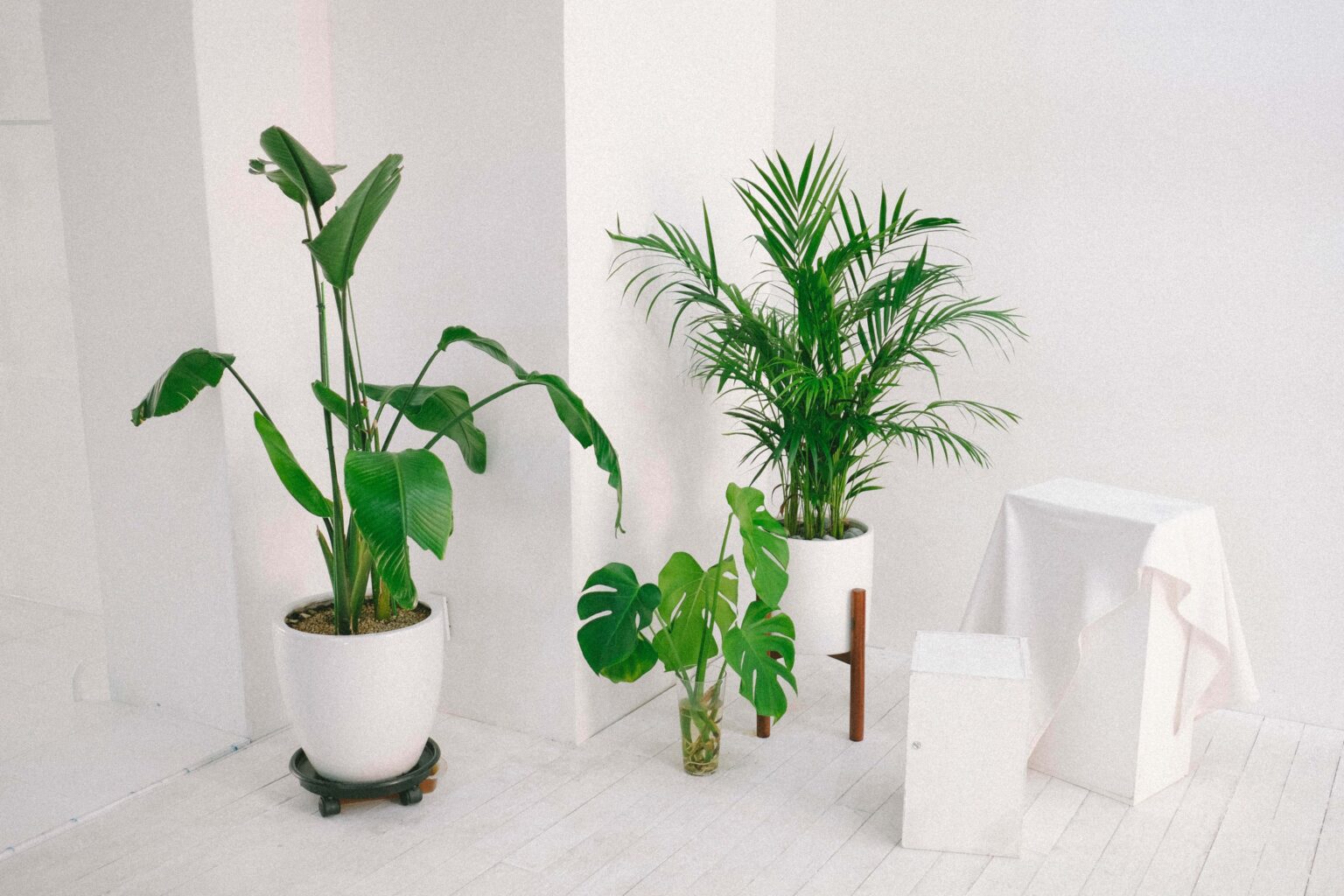 10 Botanical Bedroom Ideas And Plants To Spruce Up Your Favorite Space ...