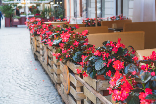 Best Plants for Restaurants: Planter Decor And Patio Design