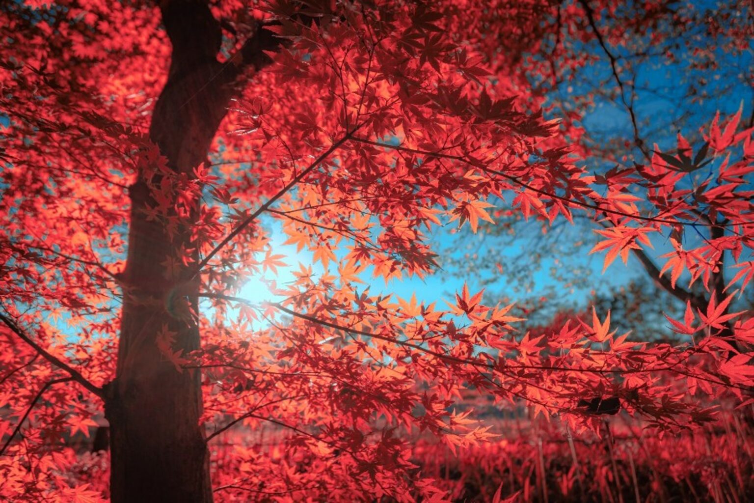 9 Most Profitable Trees To Grow In Your Backyard | Planting Guide & FAQ ...