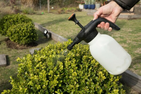 7 Tips For Boxwood Shrubs In Boxwood Planters: Grow The Wow Factor ...