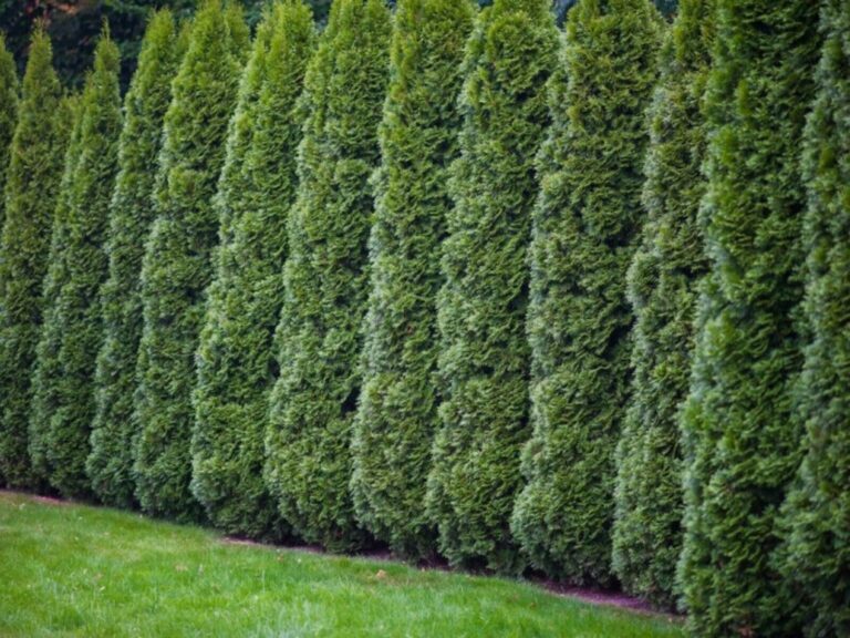 Definitive Guide To Growing Trees In Pots & 20+ Best Potted Trees! Jay ...