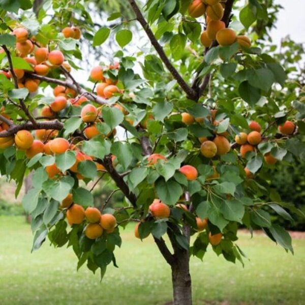 Best Extra Large Lightweight Planters For Trees | Plus Ideas For Large ...
