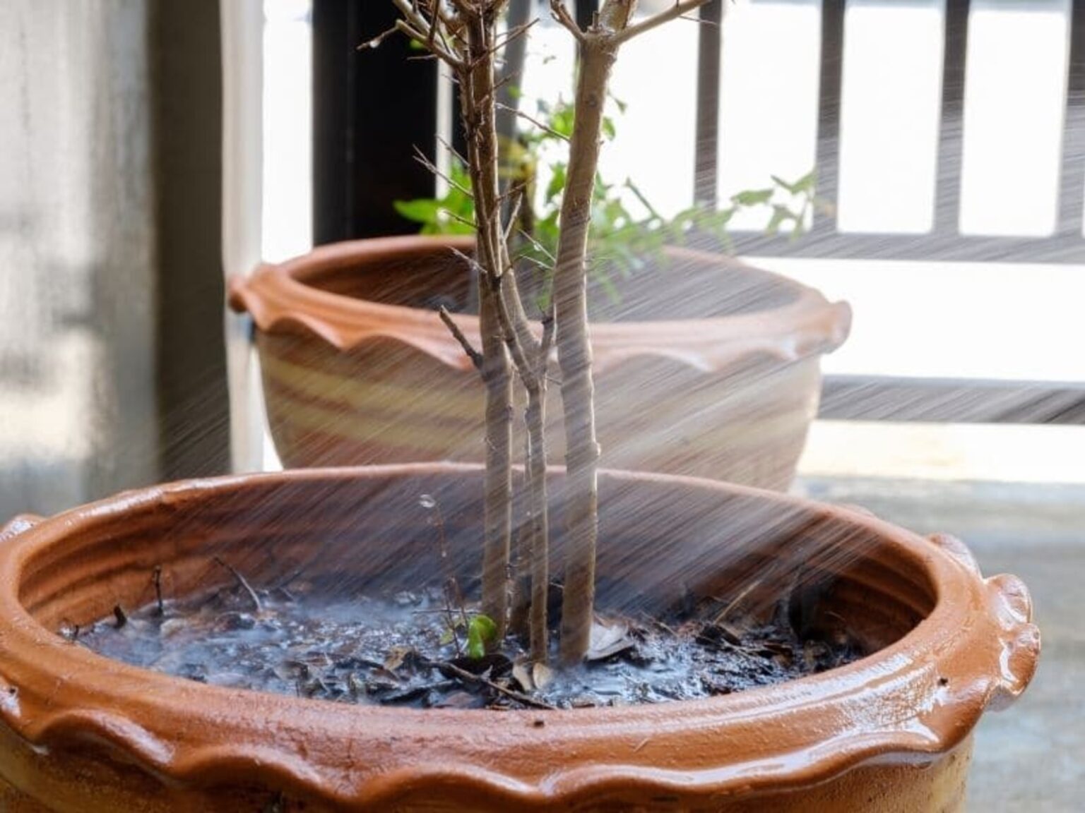 Definitive Guide To Growing Trees In Pots & 20+ Best Potted Trees ...