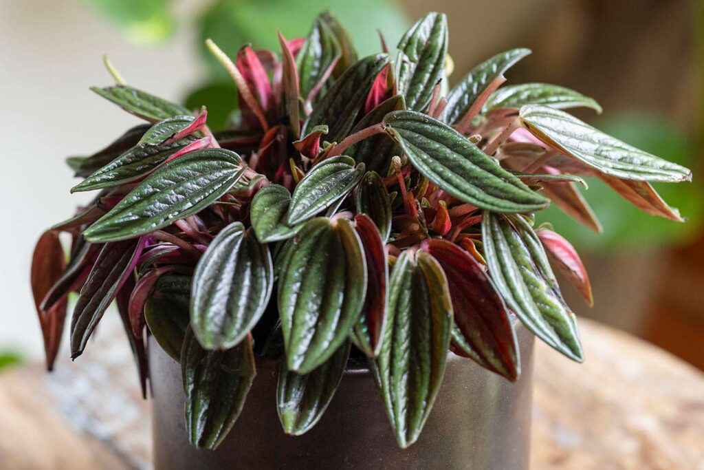 15 Best Plants For A Windowless Office | Health & Wellbeing At Work Jay ...