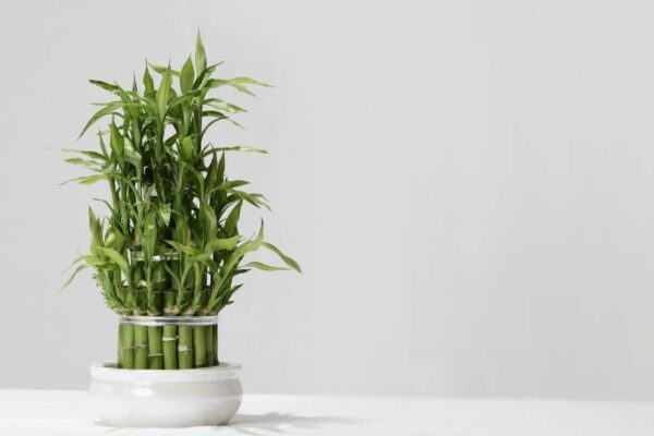 The 10 Best Feng Shui Plants For Home & Business | Enhance Your Health ...