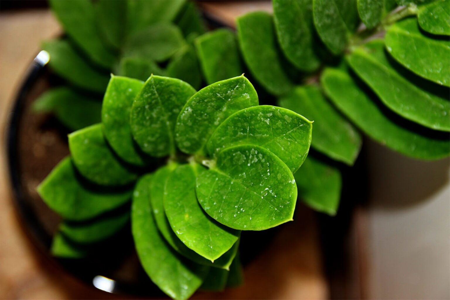 8 Compact Plants Ideal for Small Apartments | Jay Scotts Collection