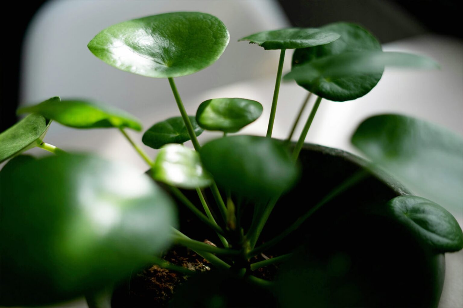 8 Compact Plants Ideal for Small Apartments | Jay Scotts Collection