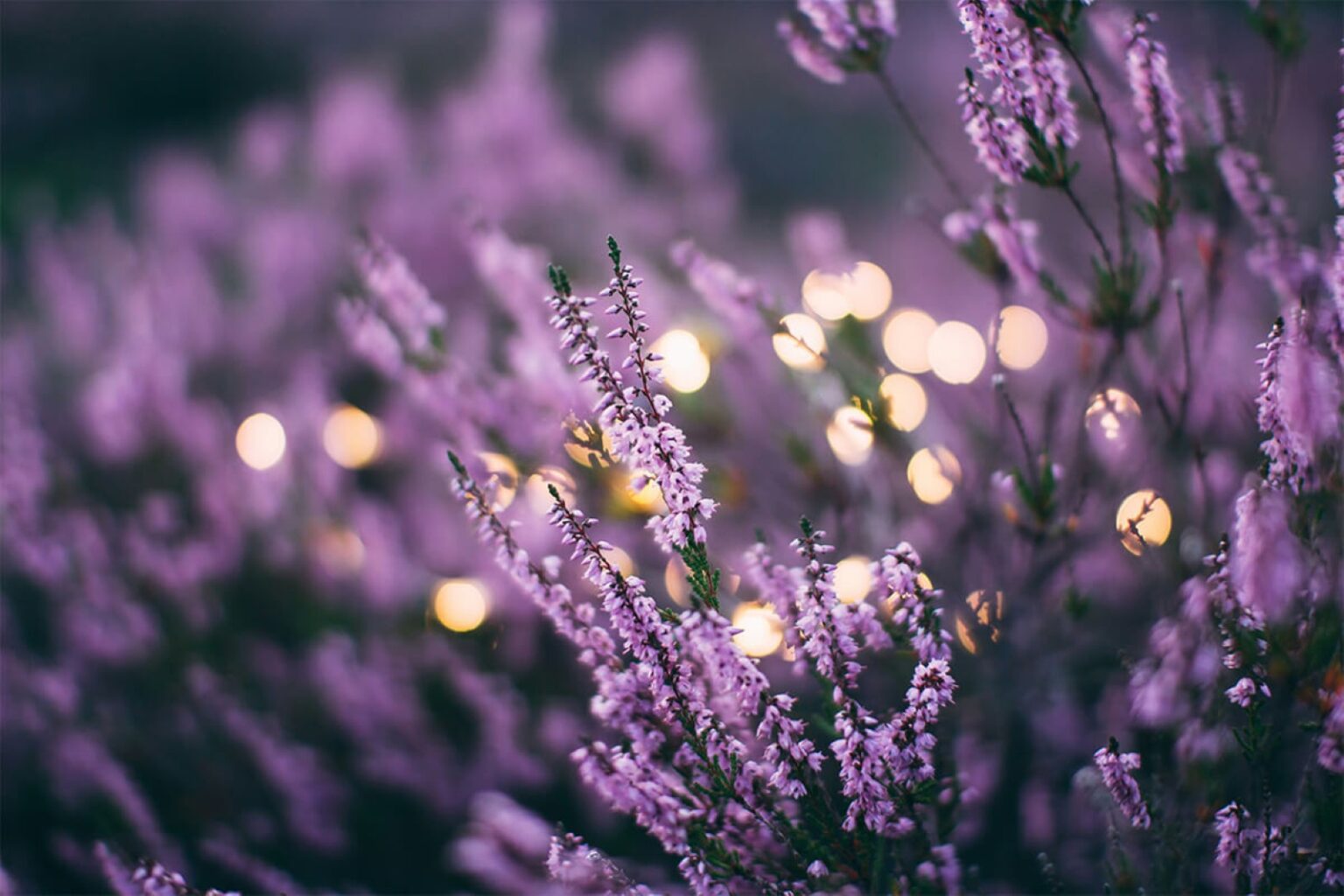 8 Fragrant Flowers and House Plants to Aromatize Your Space | Jay ...
